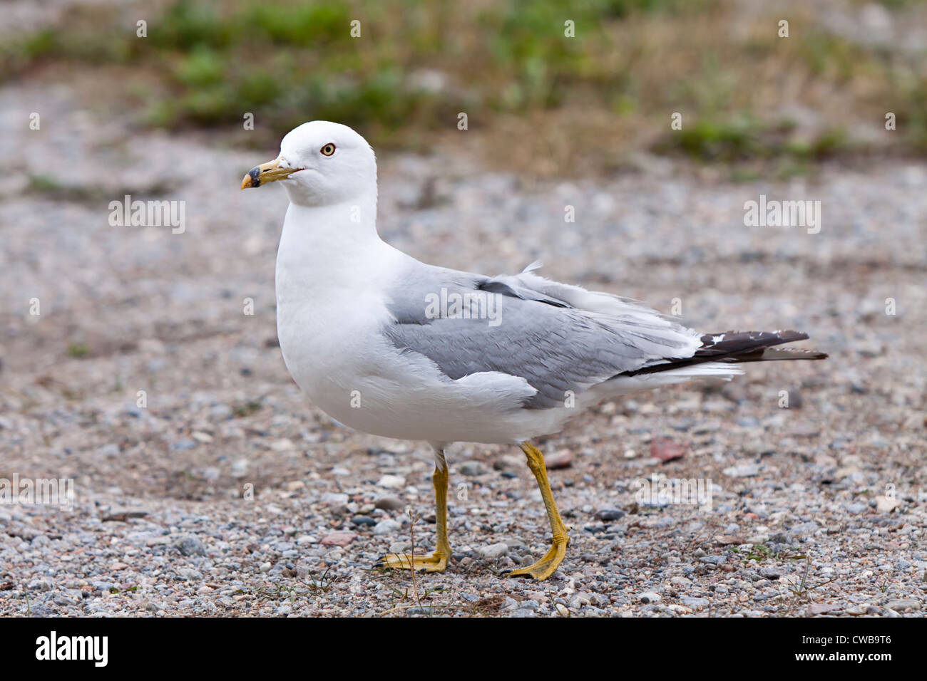 Laridae hi-res stock photography and images - Alamy