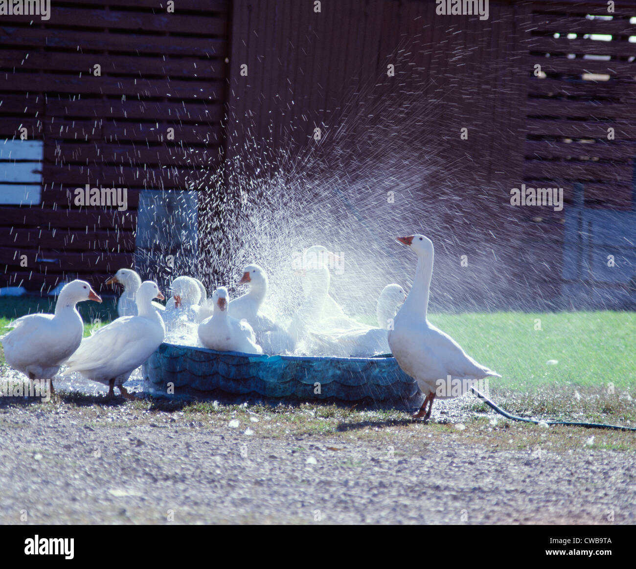 EMBDEN GEESE, PEKIN AND ROUEN DUCKS Stock Photo - Alamy
