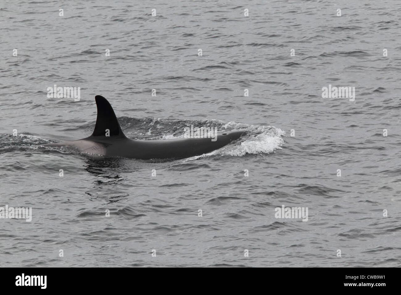 Killer Whale Orcinus orca Boddam Shetland Islands Scotland UK Stock ...