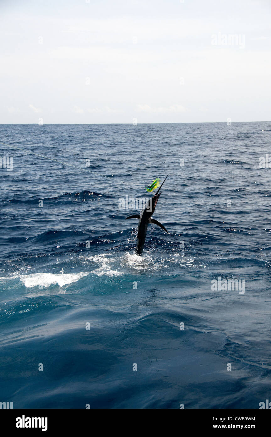 Sailfish jumping hi-res stock photography and images - Alamy
