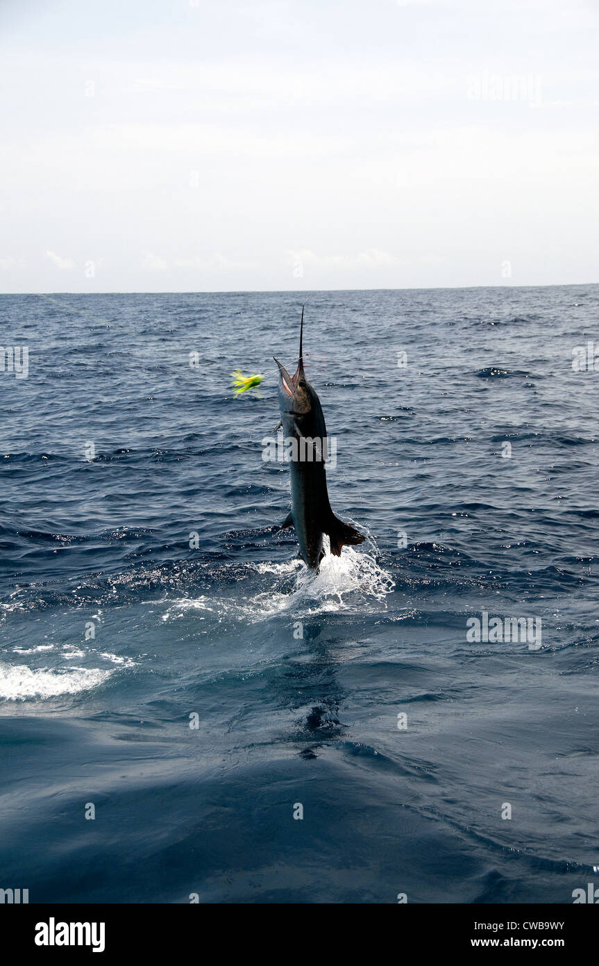 A sailfish takes to the air trying to dislodge a hard-head, skirted ...