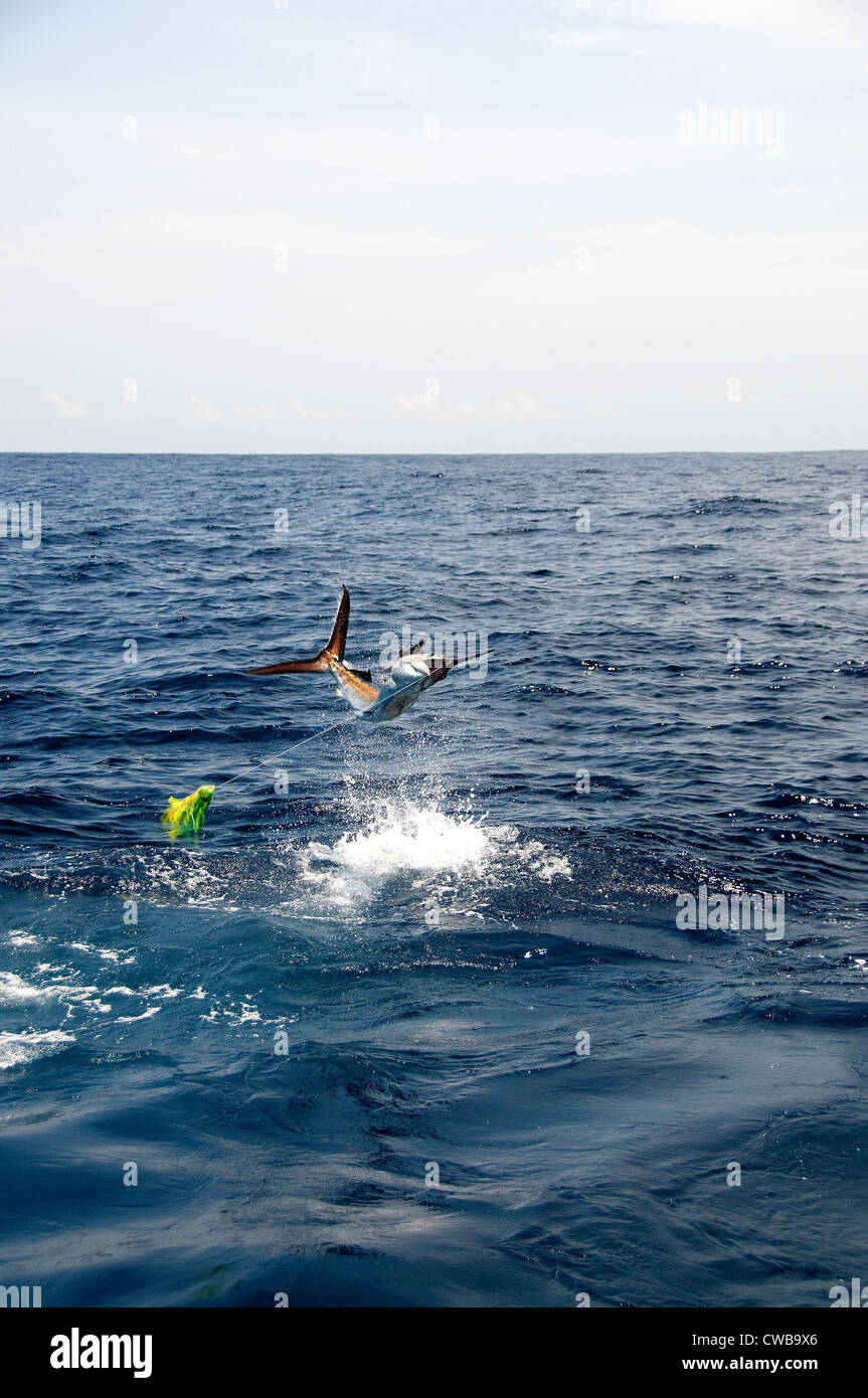 Billfishing hi-res stock photography and images - Alamy