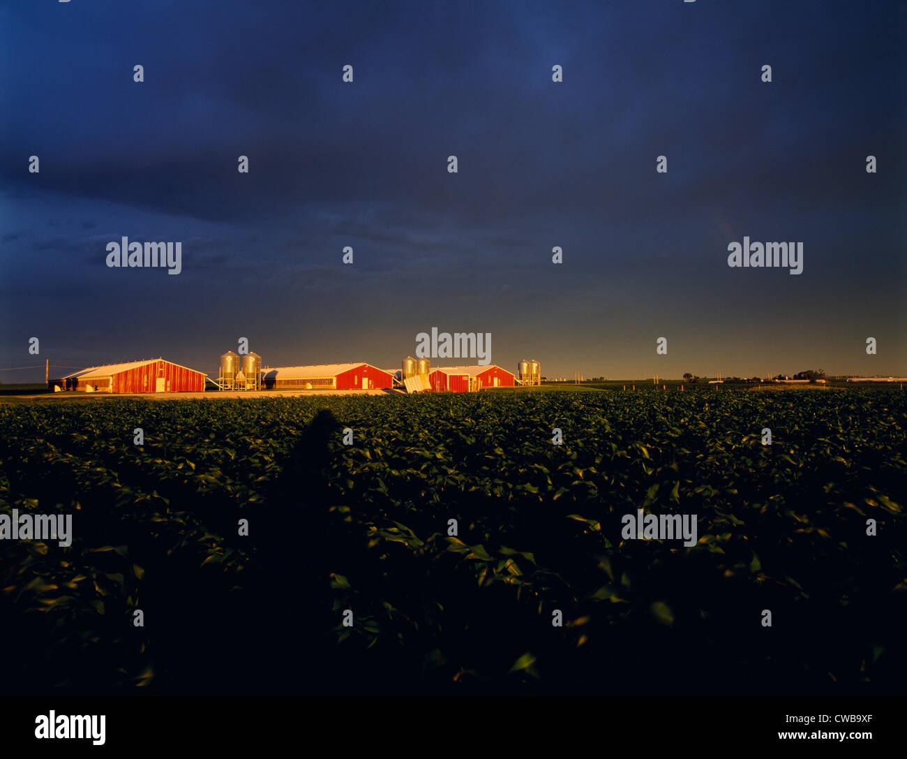 HOG PRODUCTION BUILDINGS WITH BT HIGH OIL CORN IN FOREGROUND WITH STORM ...