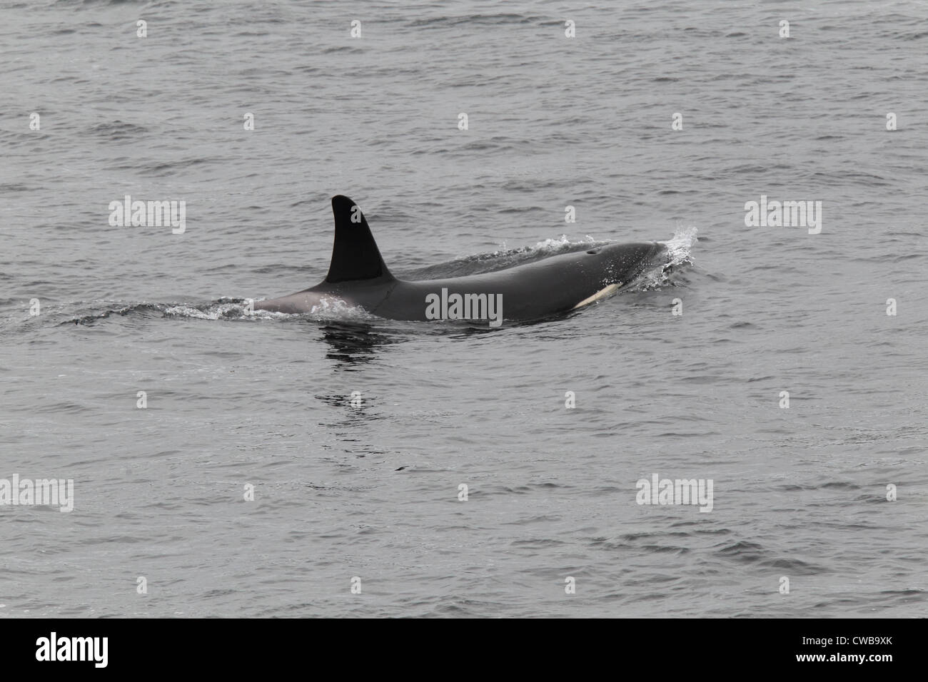 Killer whale and scotland hi-res stock photography and images - Alamy