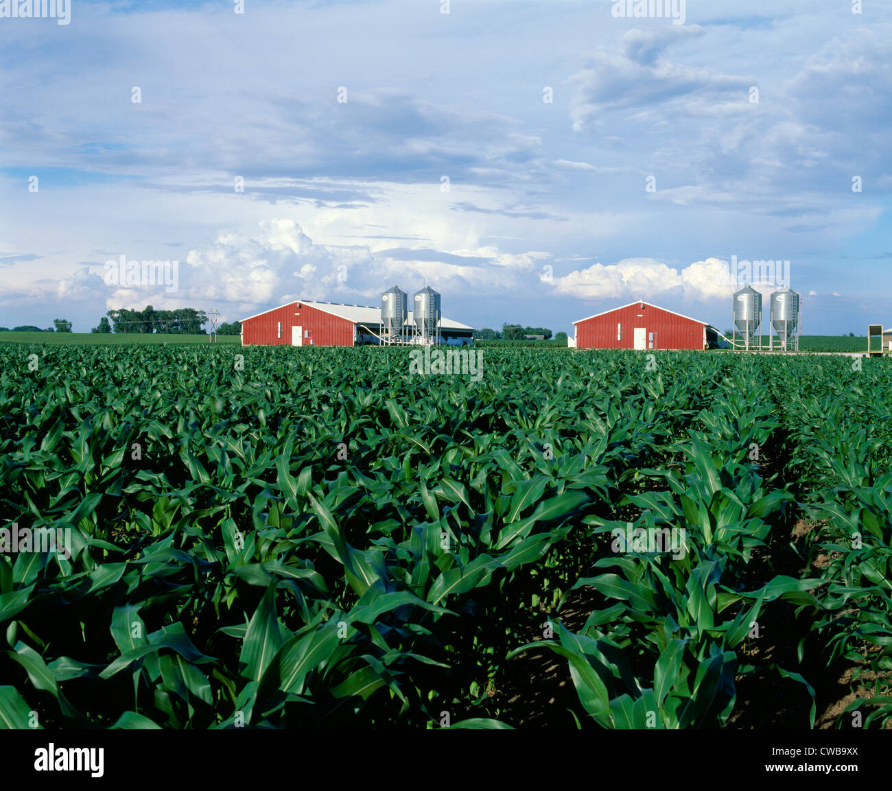 Hog confinement building hi-res stock photography and images - Alamy