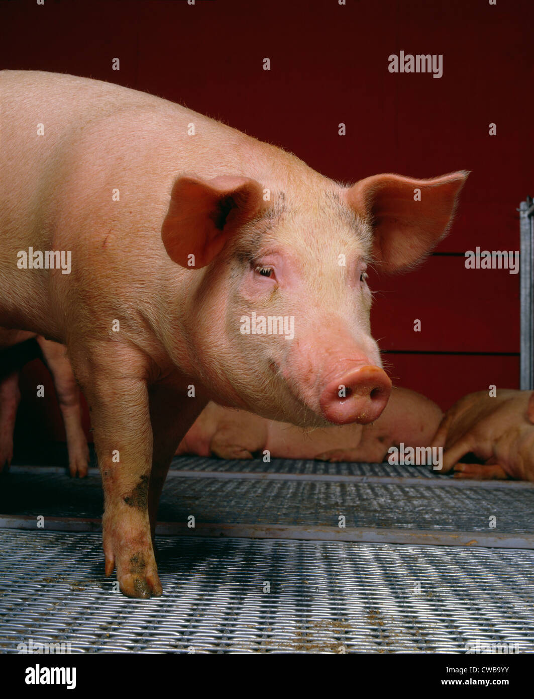 Market weight hog hi-res stock photography and images - Alamy