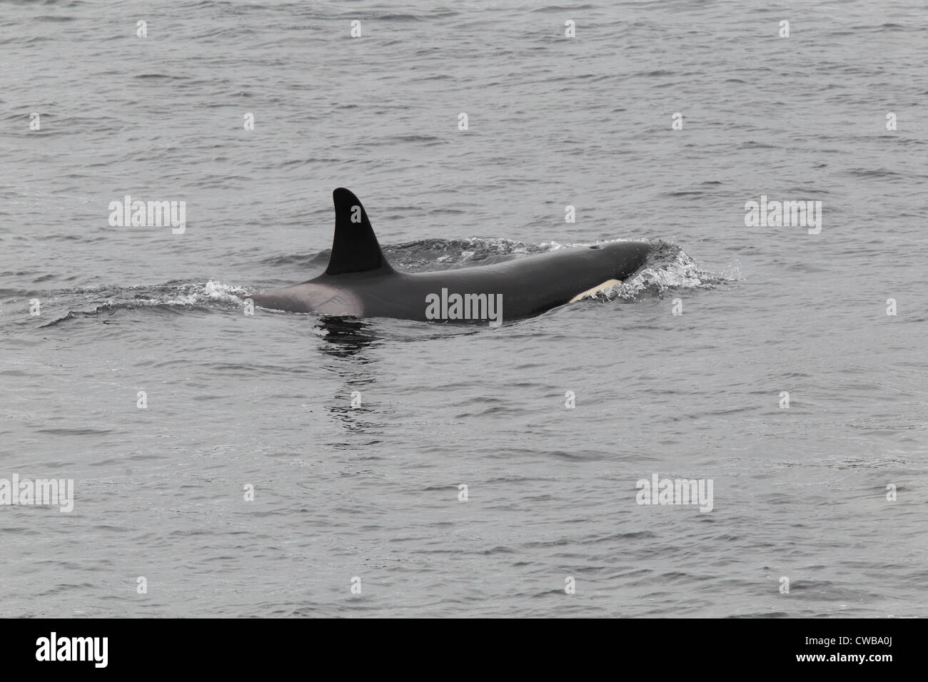 Killer Whale Orcinus orca Boddam Shetland Islands Scotland UK Stock ...