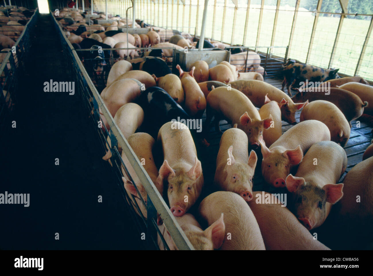 FINISHING HOUSE WITH 180-200 LB. MIXED BREED HOGS / NORTH CAROLINA ...