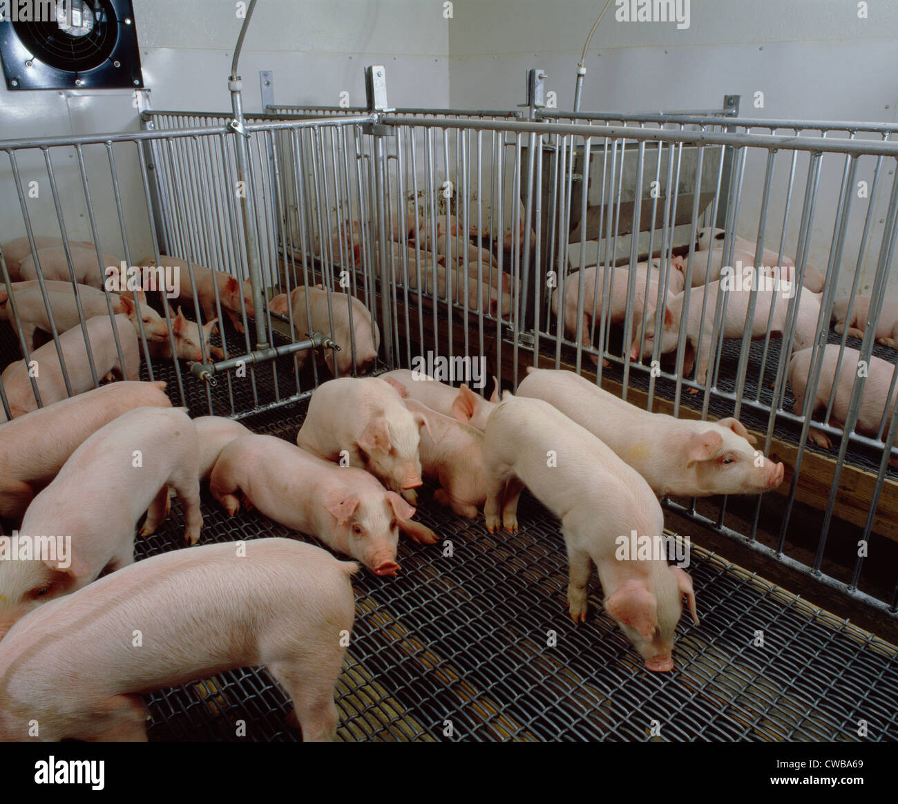 Crossbred Feeder Pigs High Resolution Stock Photography and Images - Alamy