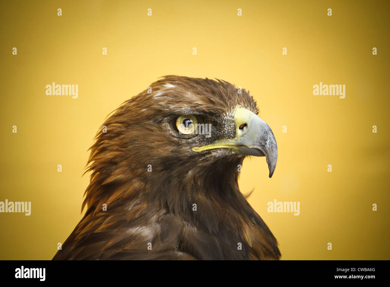 Golden eagle head hi-res stock photography and images - Alamy