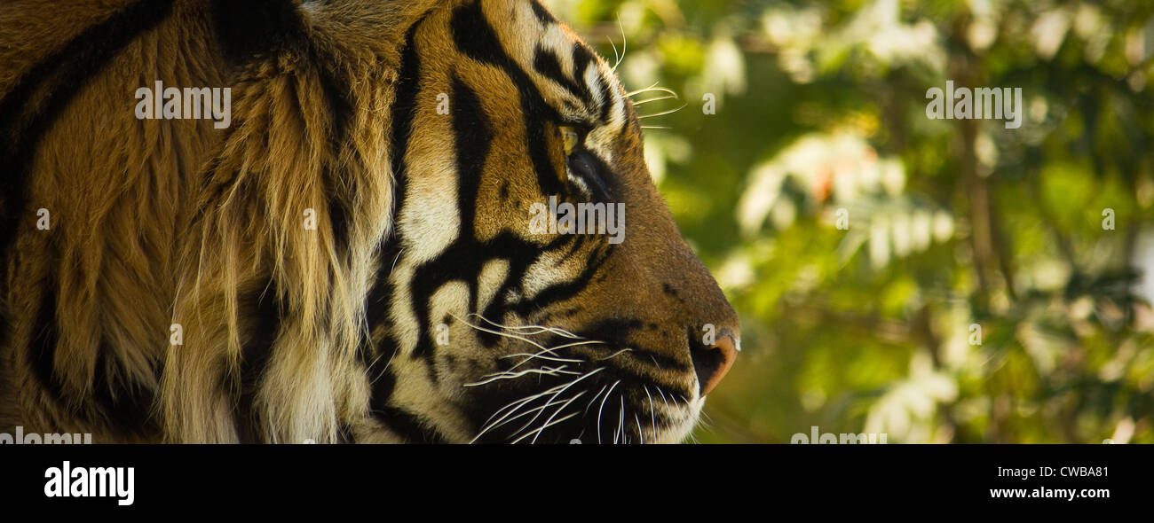 Tiger Panthera tigris looking to side Stock Photo - Alamy