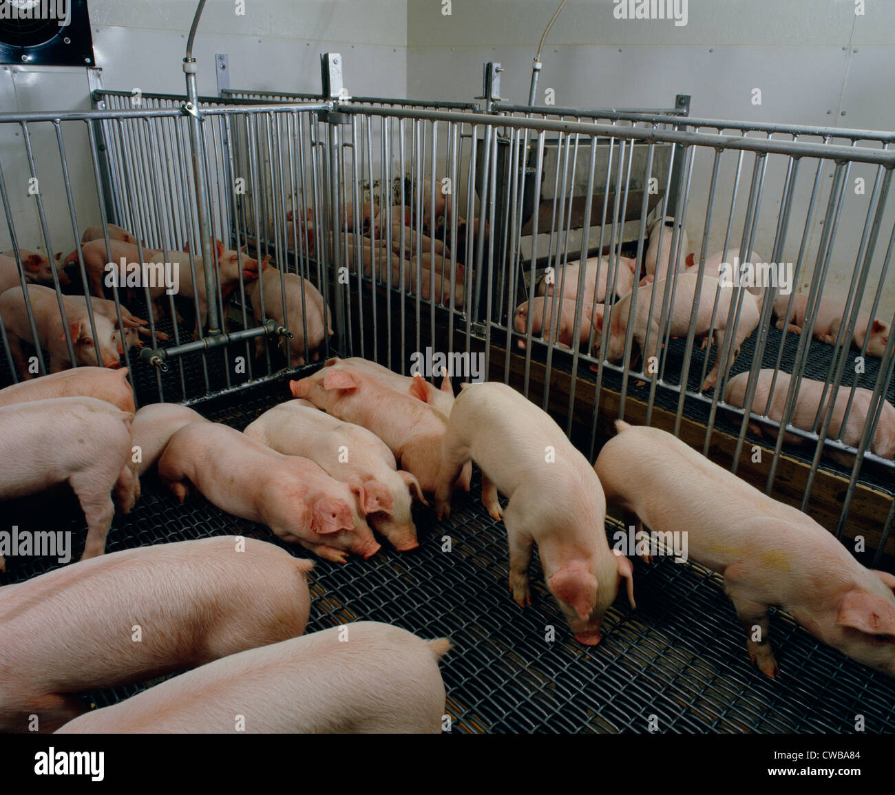 3 WEEK OLD CROSSBRED FEEDER PIGS IN NEW NURSERY / LANCASTER COUNTY ...