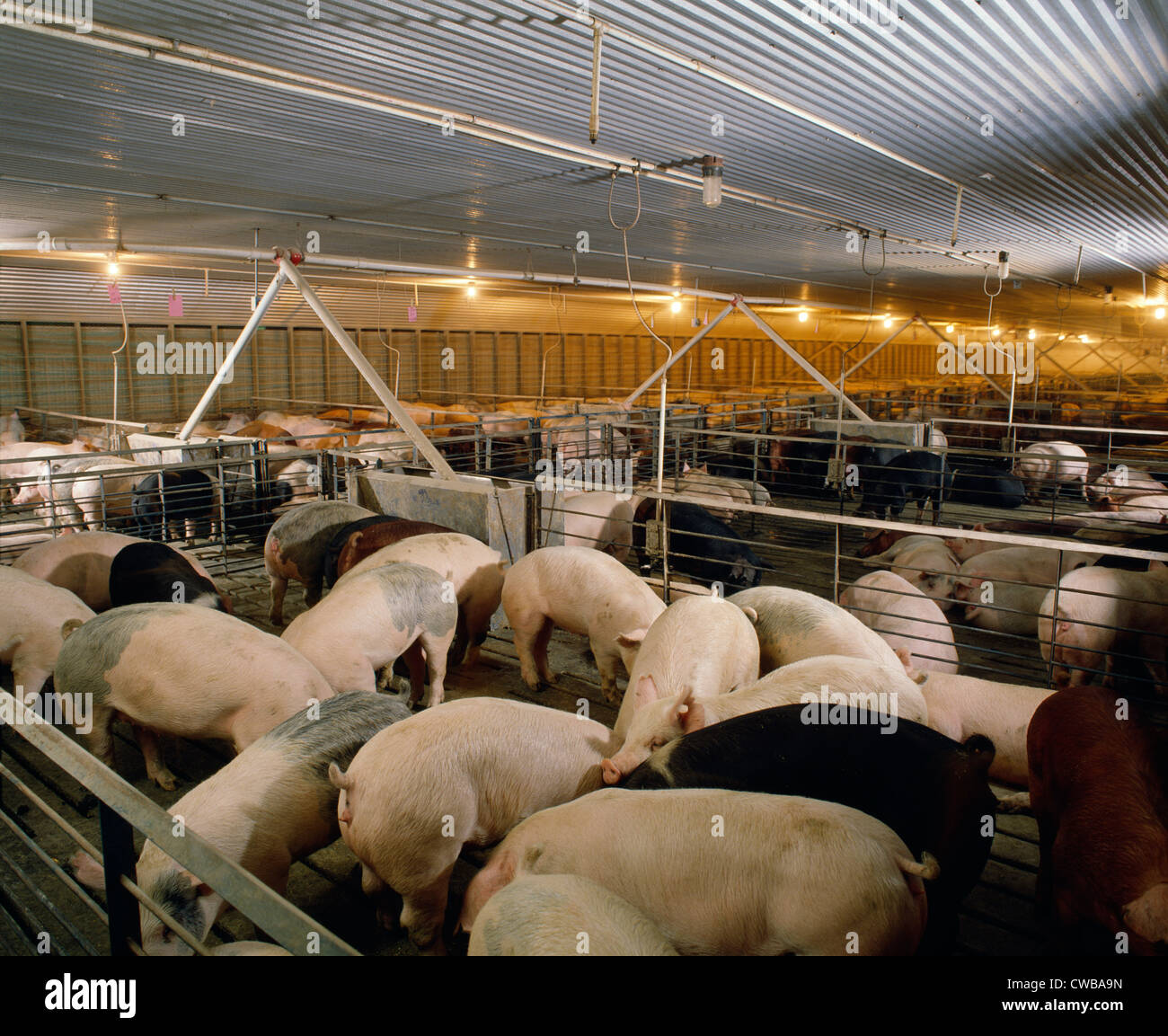 FINISHING HOUSE OF 200+ HOGS / PENNSYLVANIA Stock Photo - Alamy