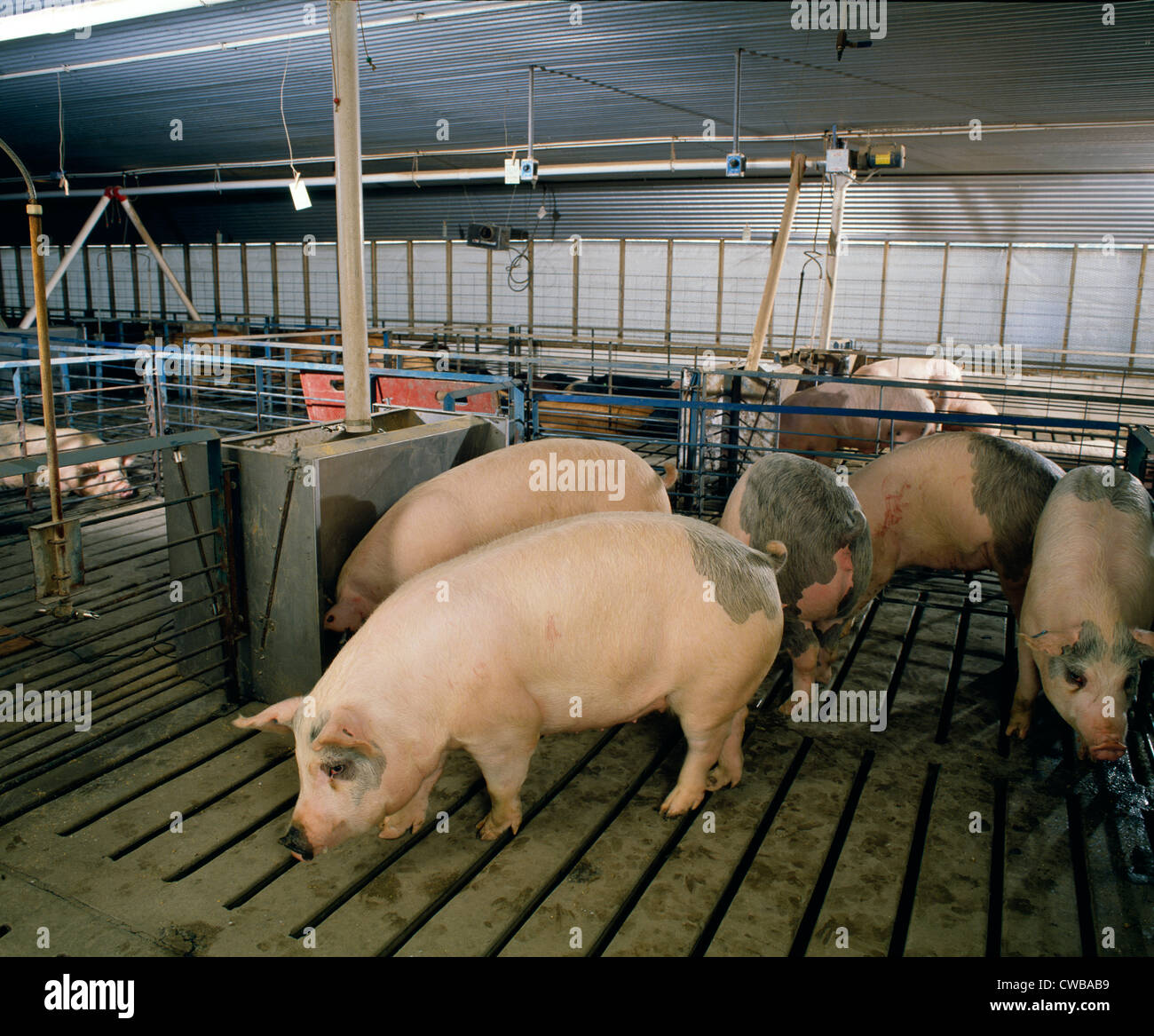 Hog Confinement Cleaning S Services