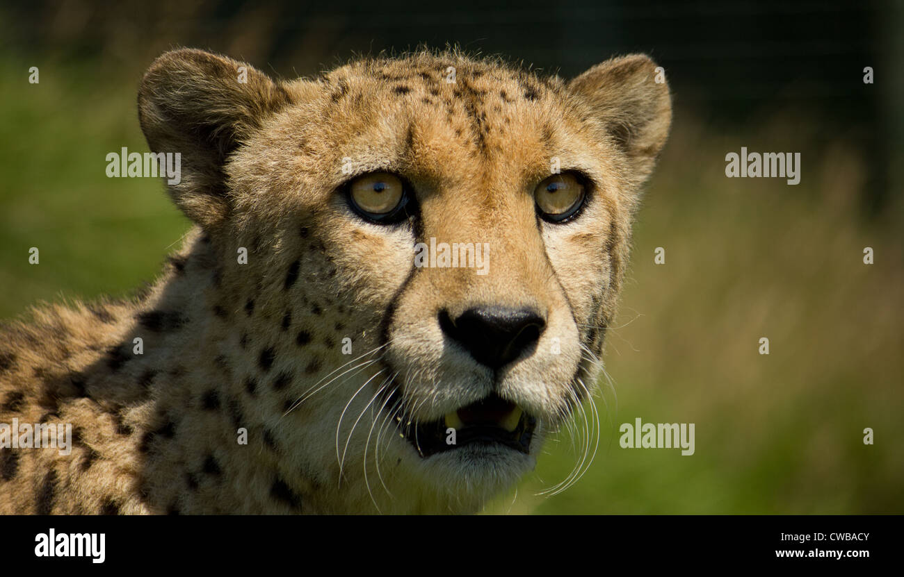 Cheetah face to face hi-res stock photography and images - Alamy