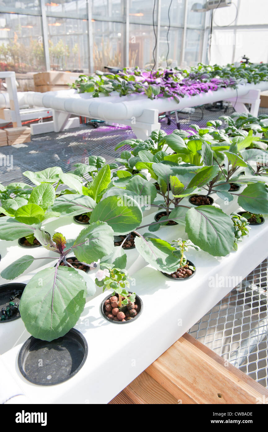 Hydroponically grown plants in greenhouse Stock Photo - Alamy