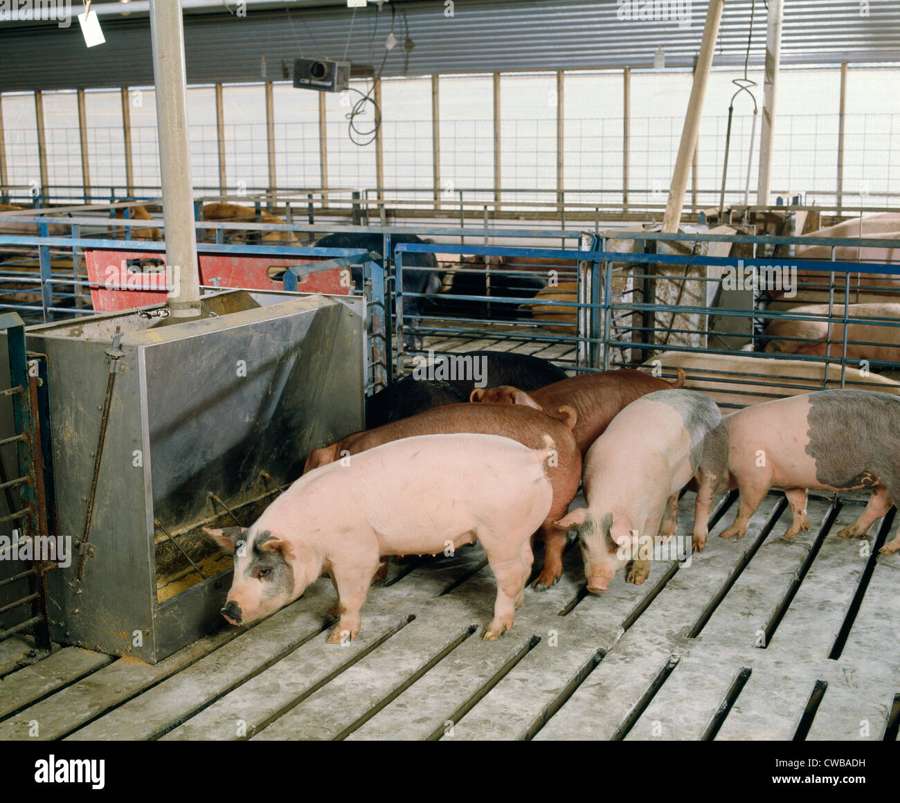 50-70 LB FEEDER PIGS / PENNSYLVANIA Stock Photo - Alamy
