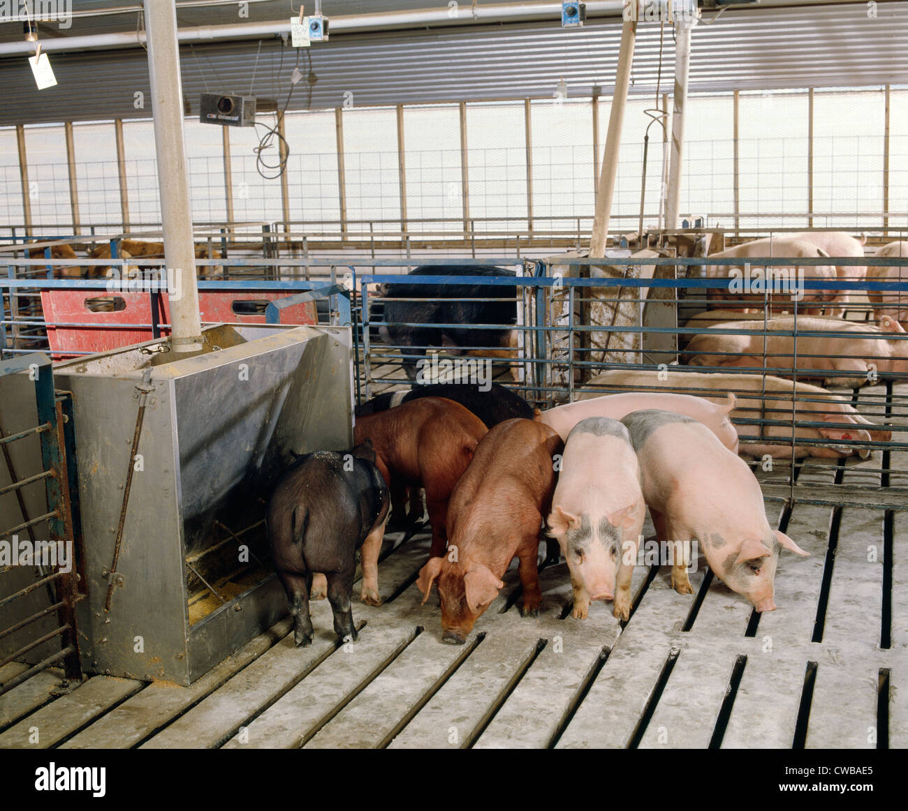 50-70 LB FEEDER PIGS / PENNSYLVANIA Stock Photo - Alamy