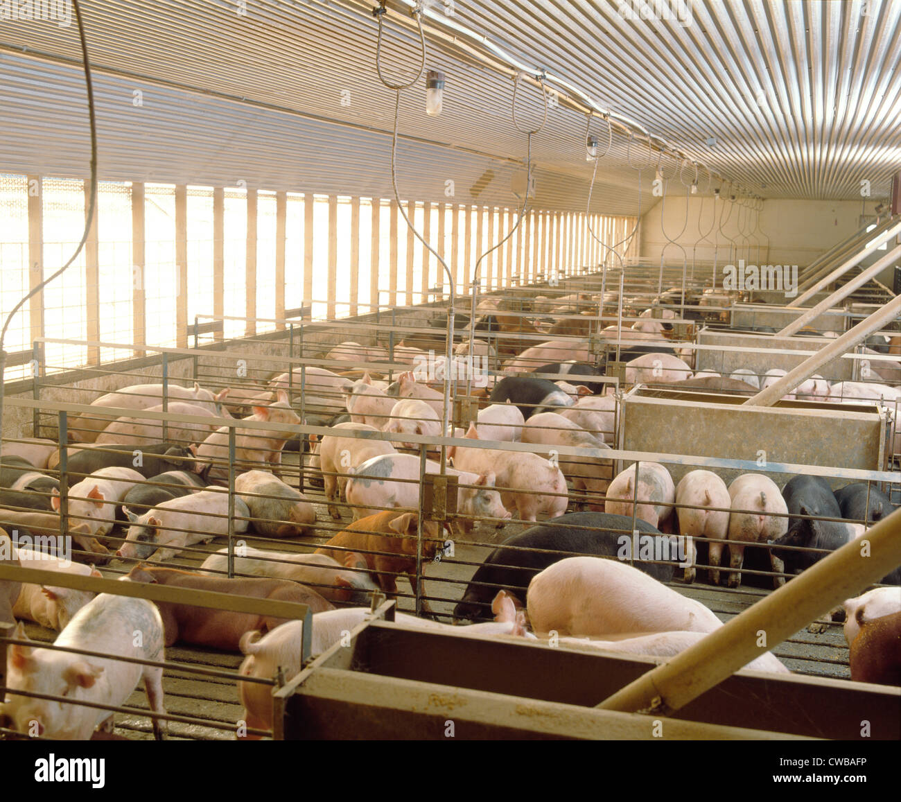 50-70 FEEDER PIGS / LANCASTER COUNTY, PENNSYLVANIA Stock Photo - Alamy