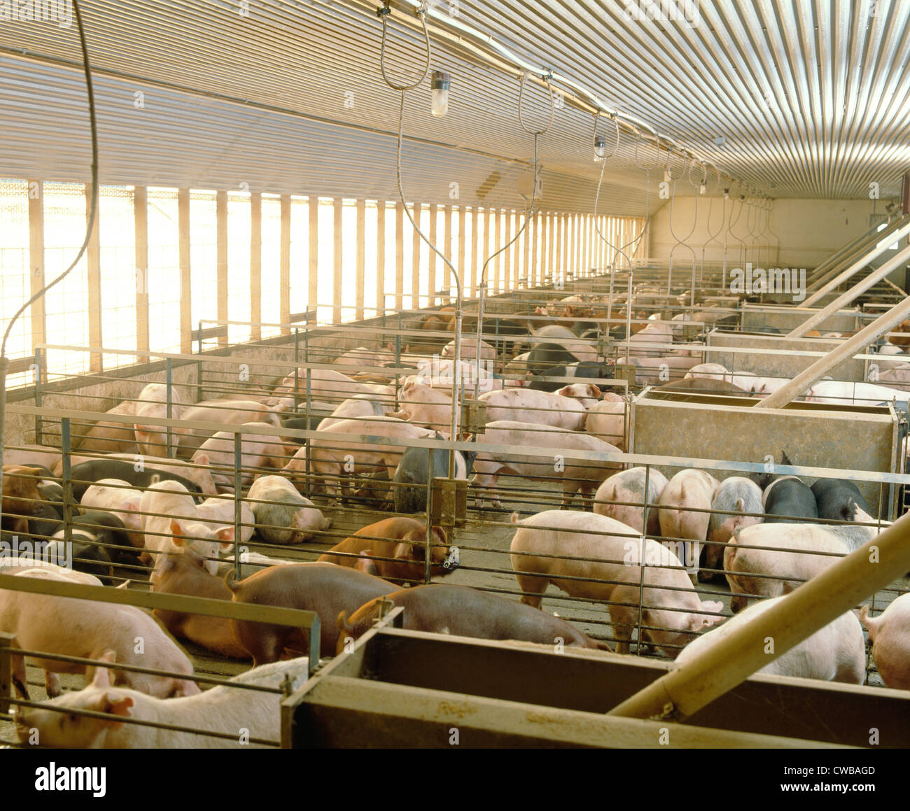 50-70 FEEDER PIGS / LANCASTER COUNTY, PENNSYLVANIA Stock Photo - Alamy