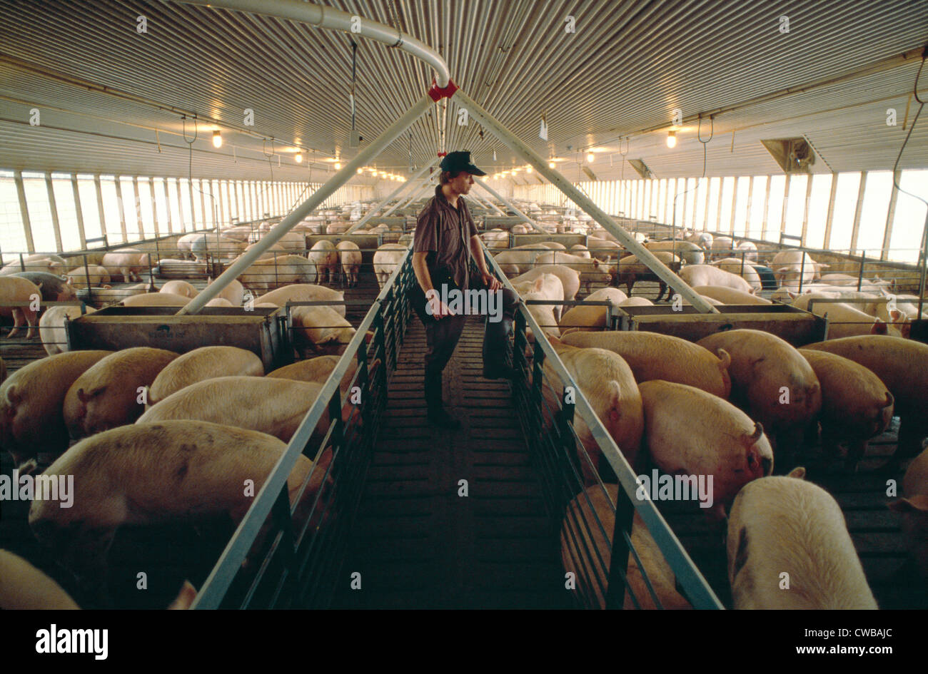 FARMER EXAMINING 150 LB. FEEDER PIGS Stock Photo - Alamy