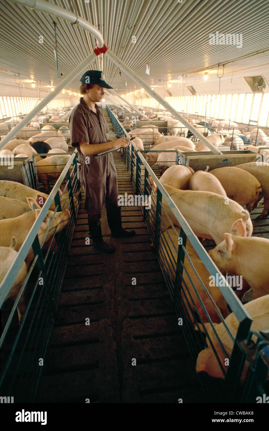 150 lb feeder hogs hi-res stock photography and images - Alamy