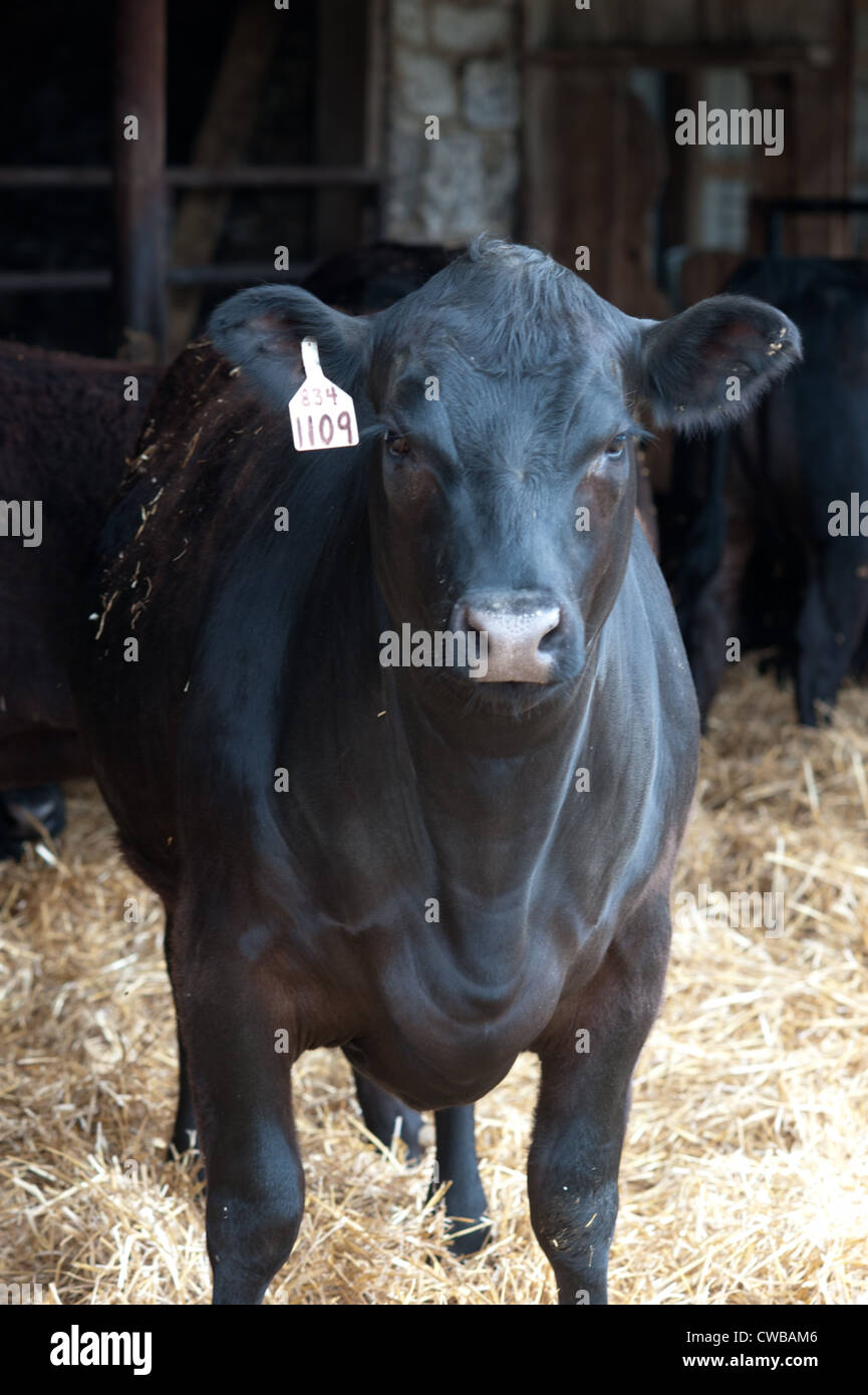 Beef cattle barn hi-res stock photography and images - Alamy