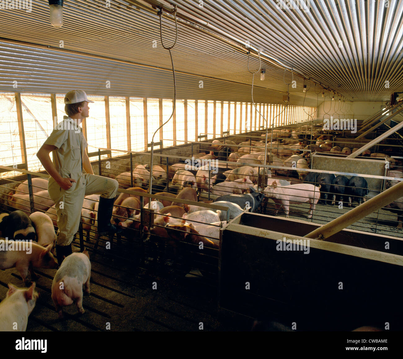 25-30 LB. FEEDER PIGS IN NURSERY / PENNSYLVANIA Stock Photo - Alamy