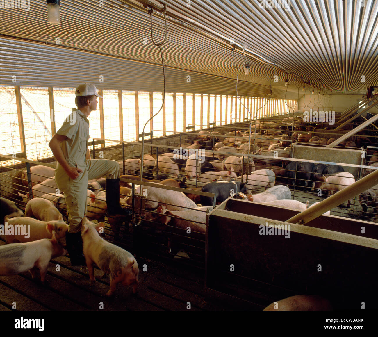 25-30 LB. FEEDER PIGS IN NURSERY / PENNSYLVANIA Stock Photo - Alamy