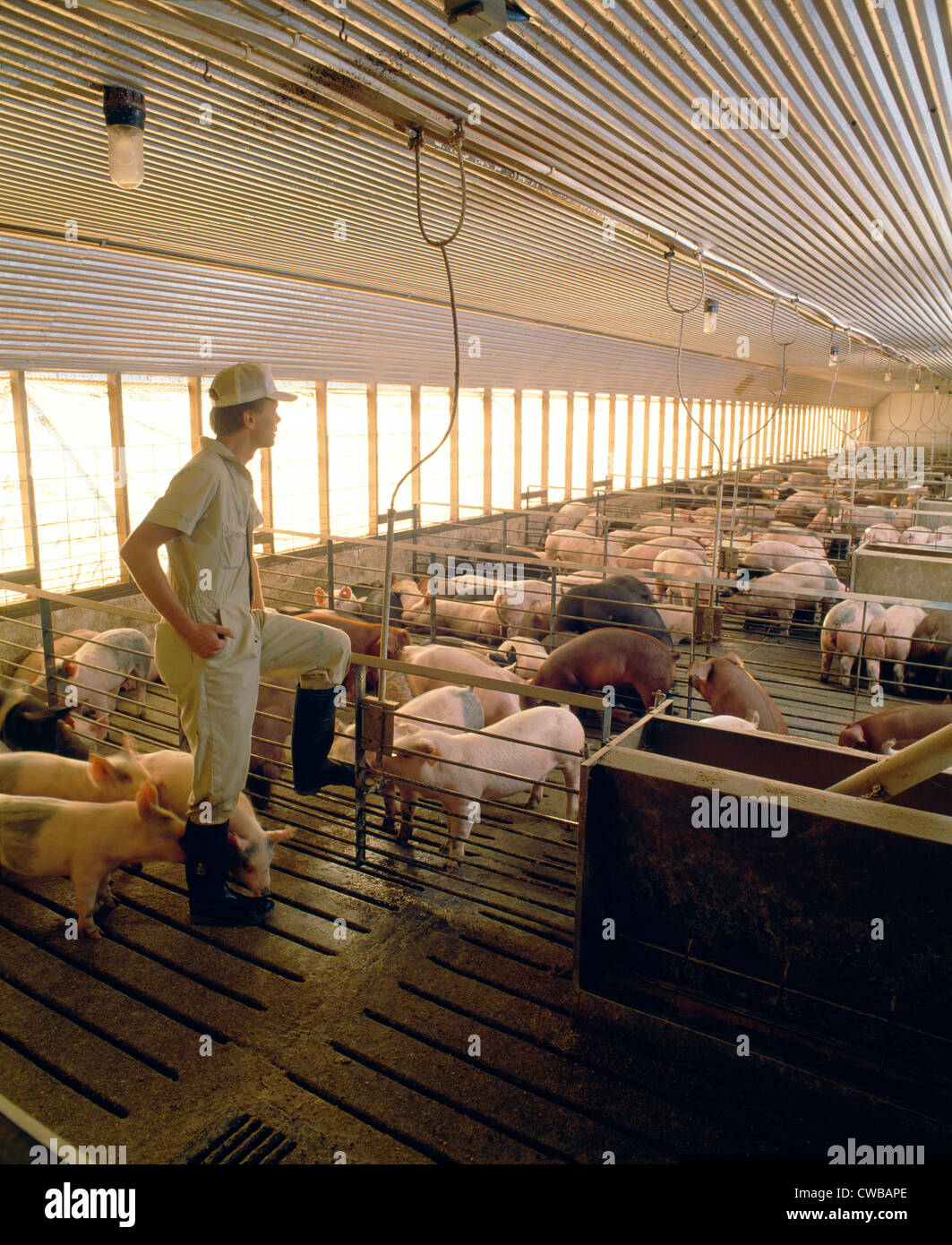 25 30 lb pigs hi-res stock photography and images - Alamy