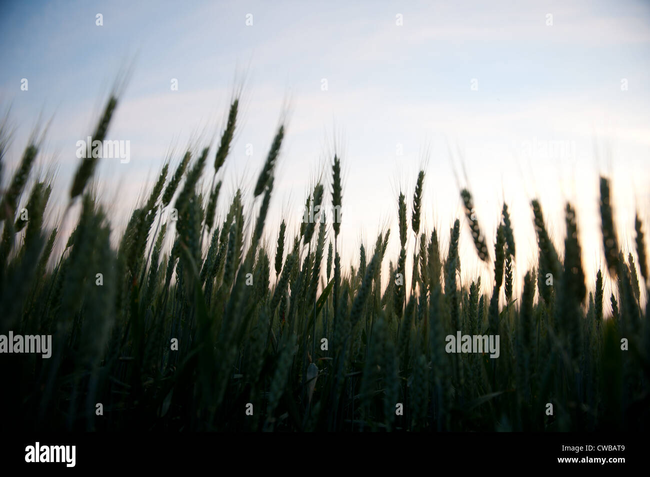 Field of grain Stock Photo - Alamy