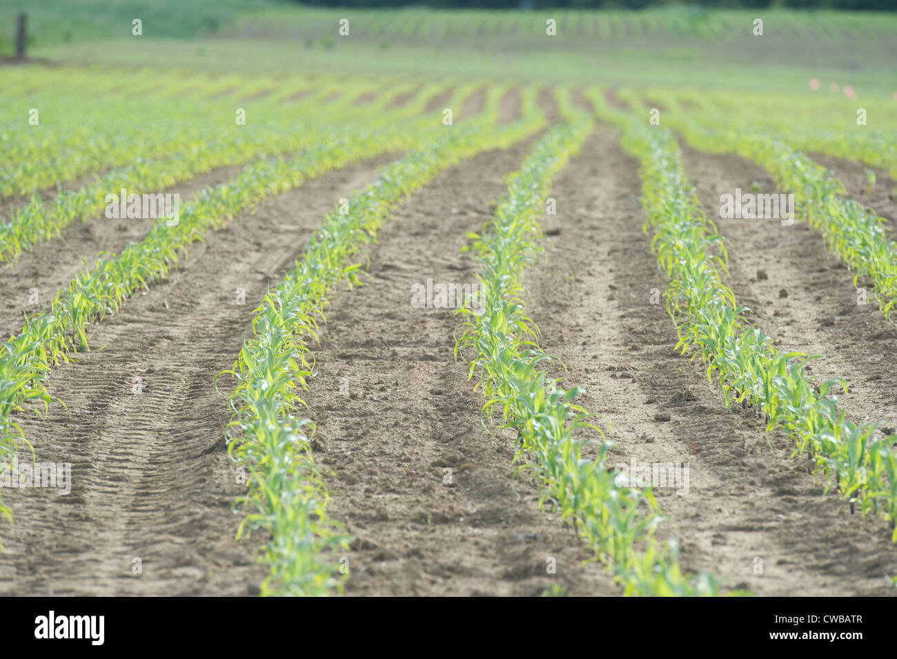 Farming on field hi-res stock photography and images - Alamy