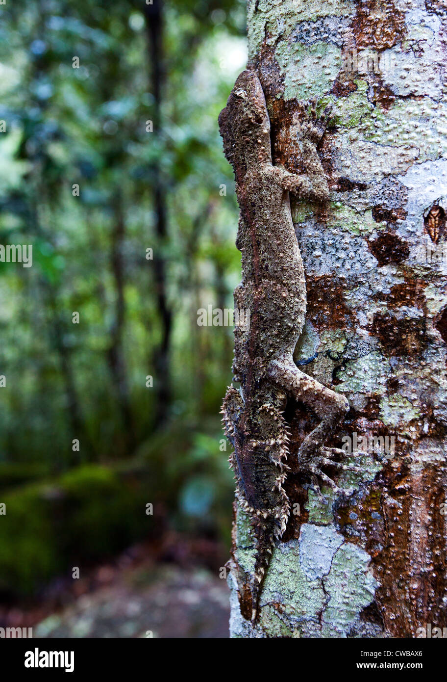 Southern Leaf-tailed Gecko Saltuarius swaini - also known as Swain's ...