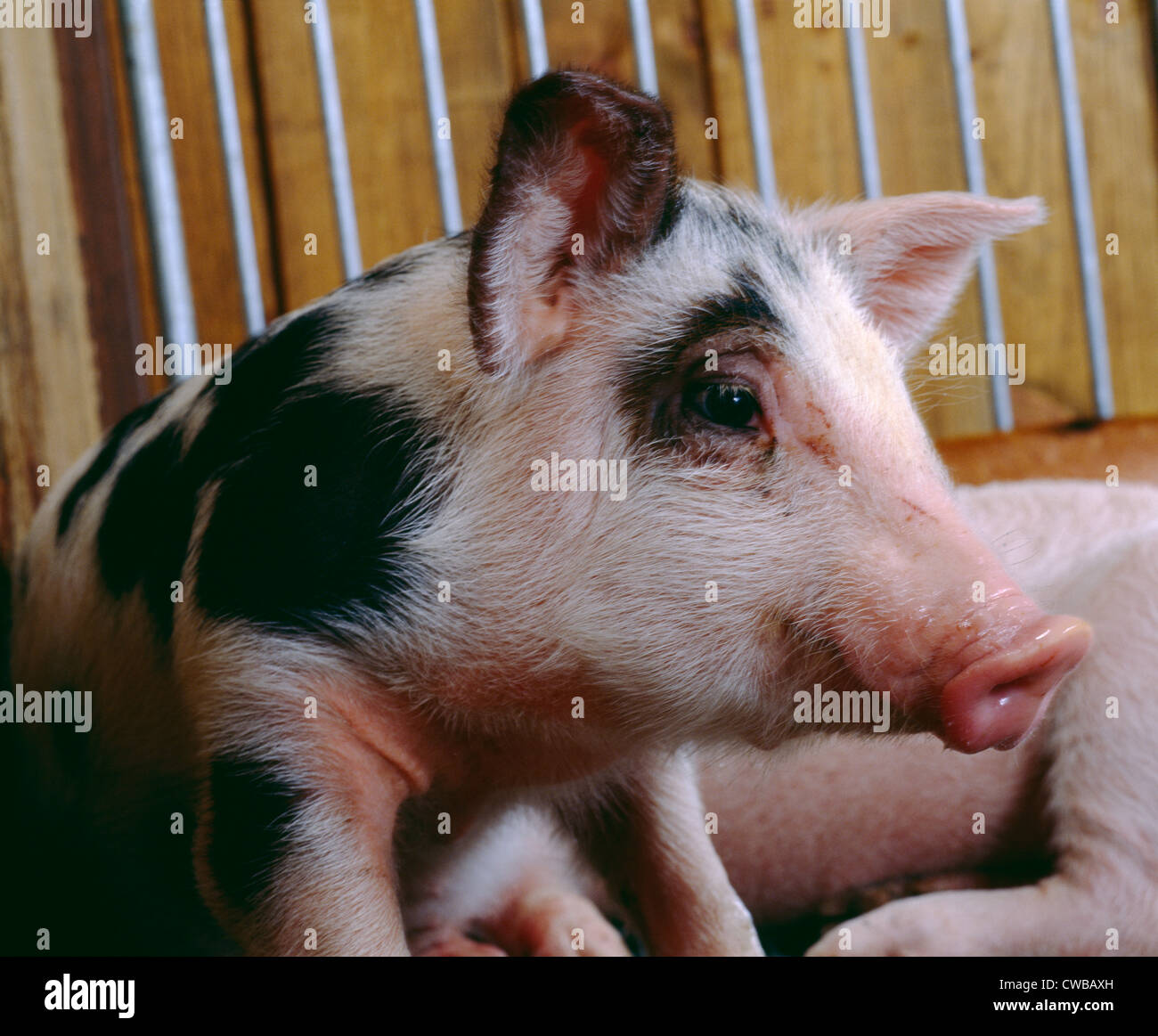 Crossbred Pig High Resolution Stock Photography and Images - Alamy