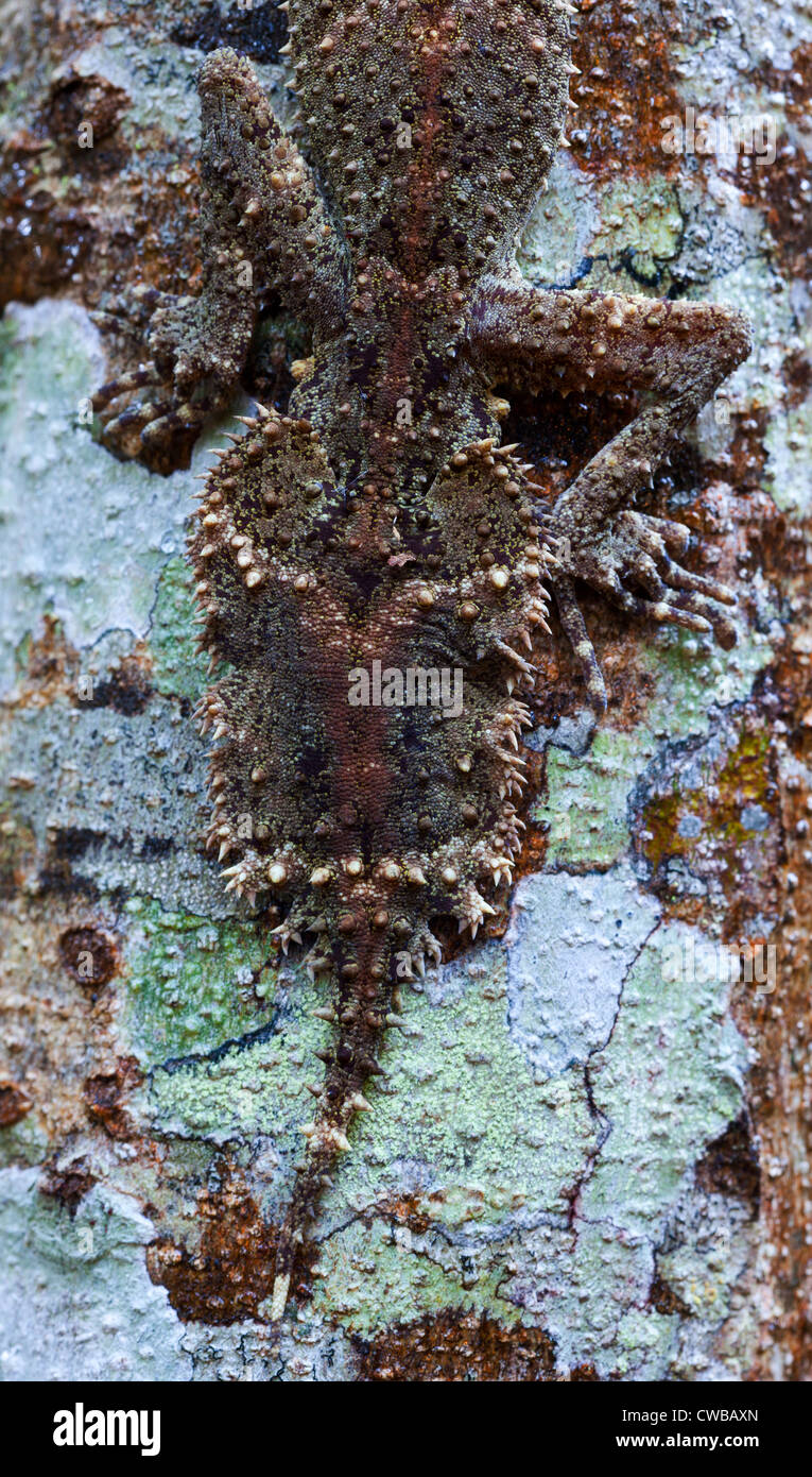 Southern Leaf-tailed Gecko Saltuarius swaini - also known as Swain's ...