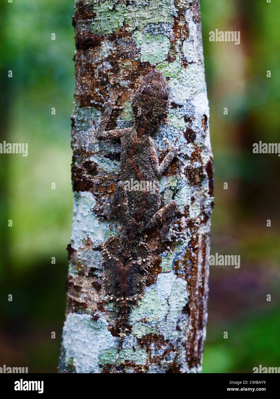 Southern Leaf-tailed Gecko Saltuarius swaini - also known as Swain's ...