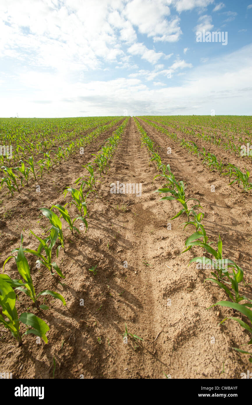 Crops in field hi-res stock photography and images - Alamy