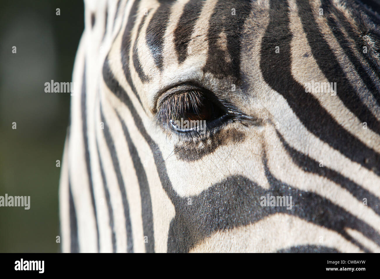 Zebra texture hi-res stock photography and images - Alamy
