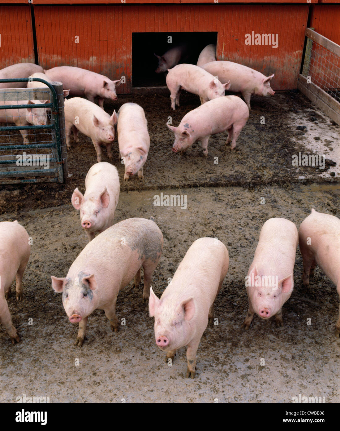 Gilts pigs hi-res stock photography and images - Alamy
