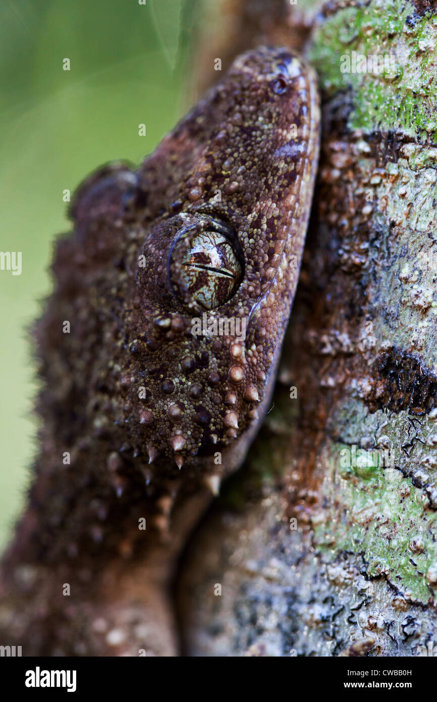 Southern Leaf-tailed Gecko Saltuarius swaini - also known as Swain's ...