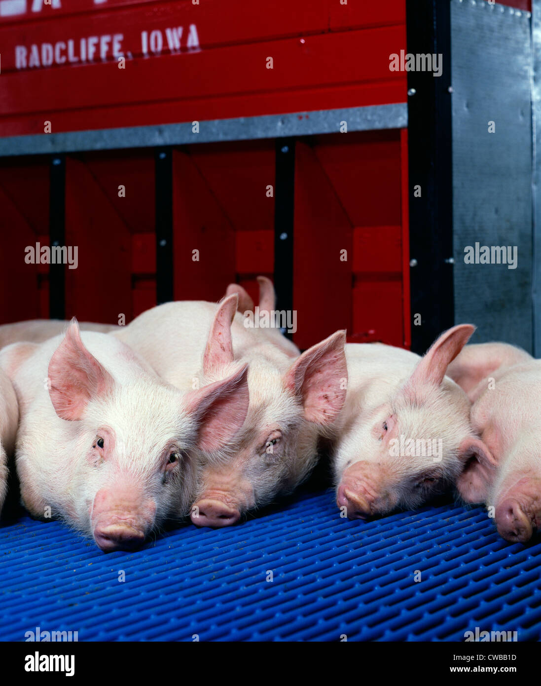 20 lbs hi-res stock photography and images - Alamy