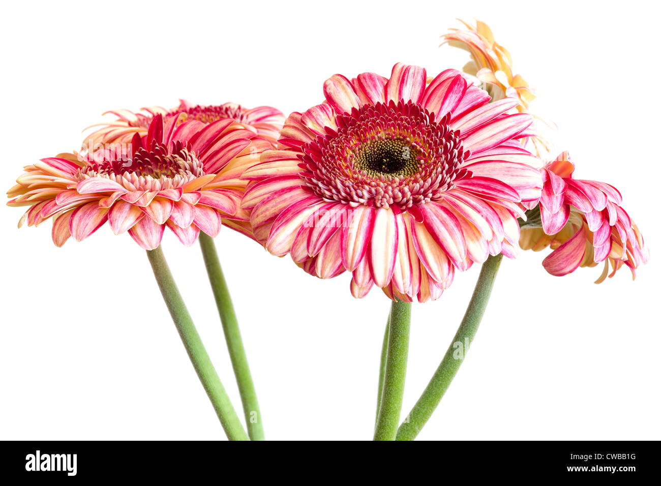 Bunch of pink and white Gerbera daisy flowers with stems. Isolated ...