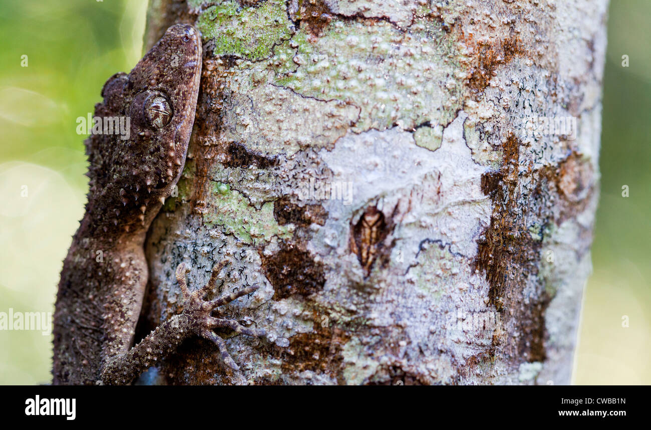 Southern Leaf-tailed Gecko Saltuarius swaini - also known as Swain's ...