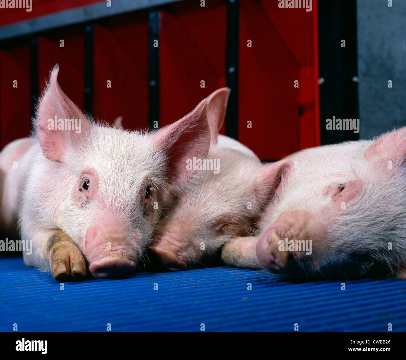 Yorkshire pigs hi-res stock photography and images - Alamy