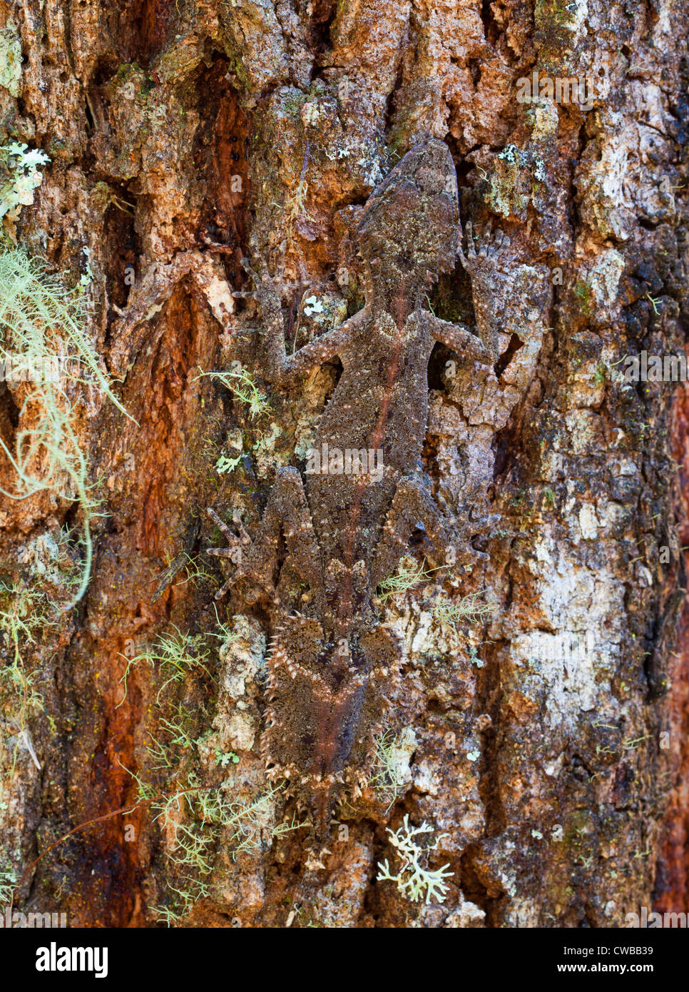 Southern Leaf-tailed Gecko Saltuarius swaini - also known as Swain's ...