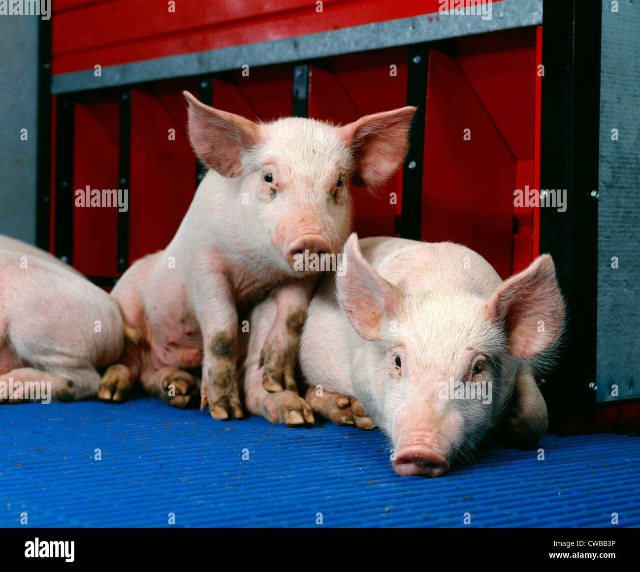 Yorkshire pigs hi-res stock photography and images - Alamy