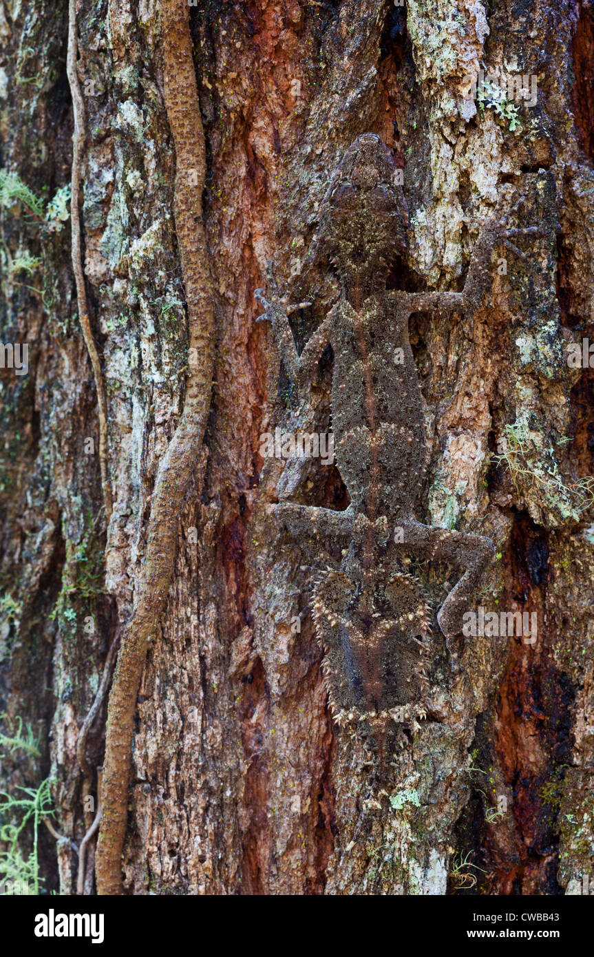 Southern Leaf-tailed Gecko Saltuarius swaini - also known as Swain's ...