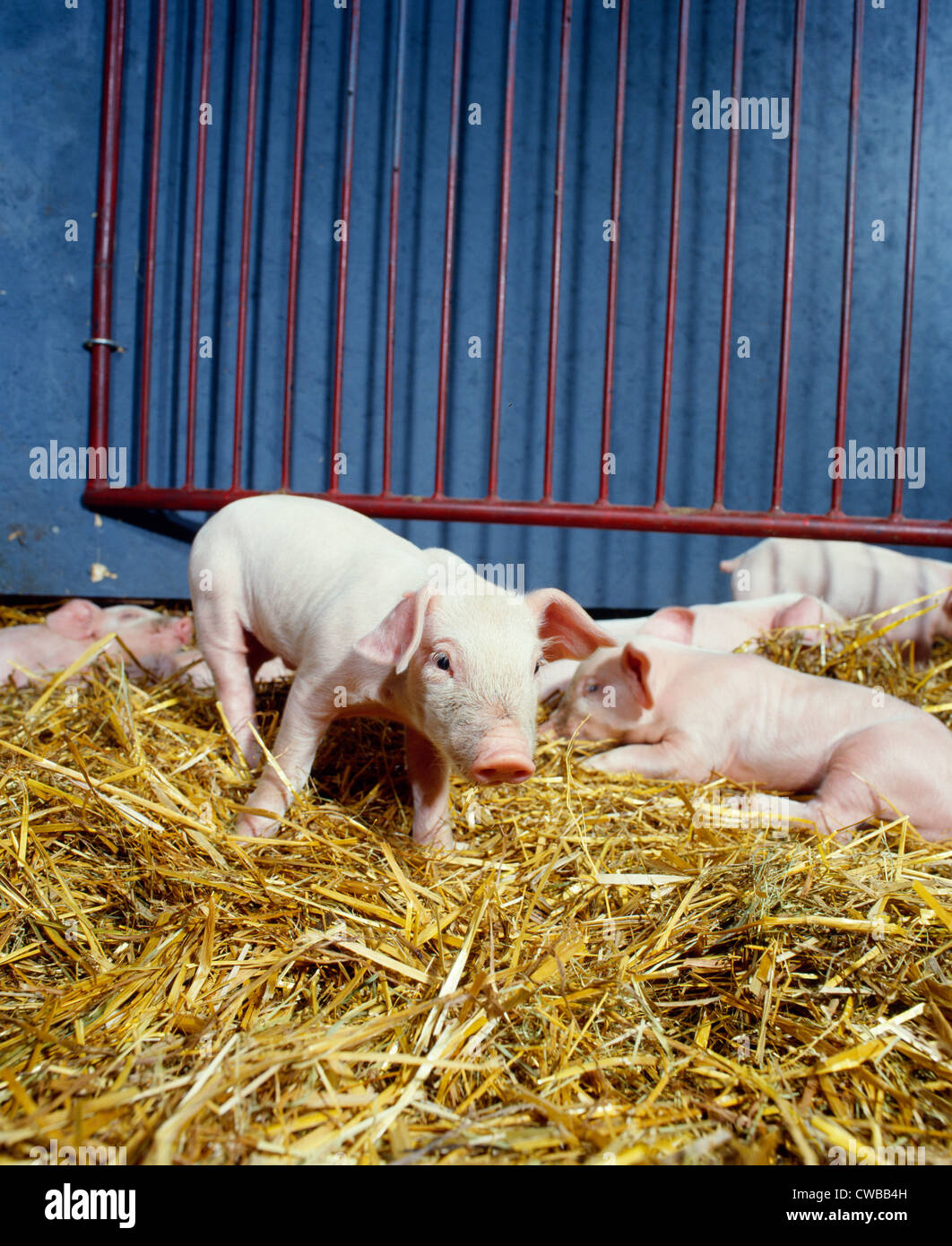 Yorkshire landrace piglets hi-res stock photography and images - Alamy