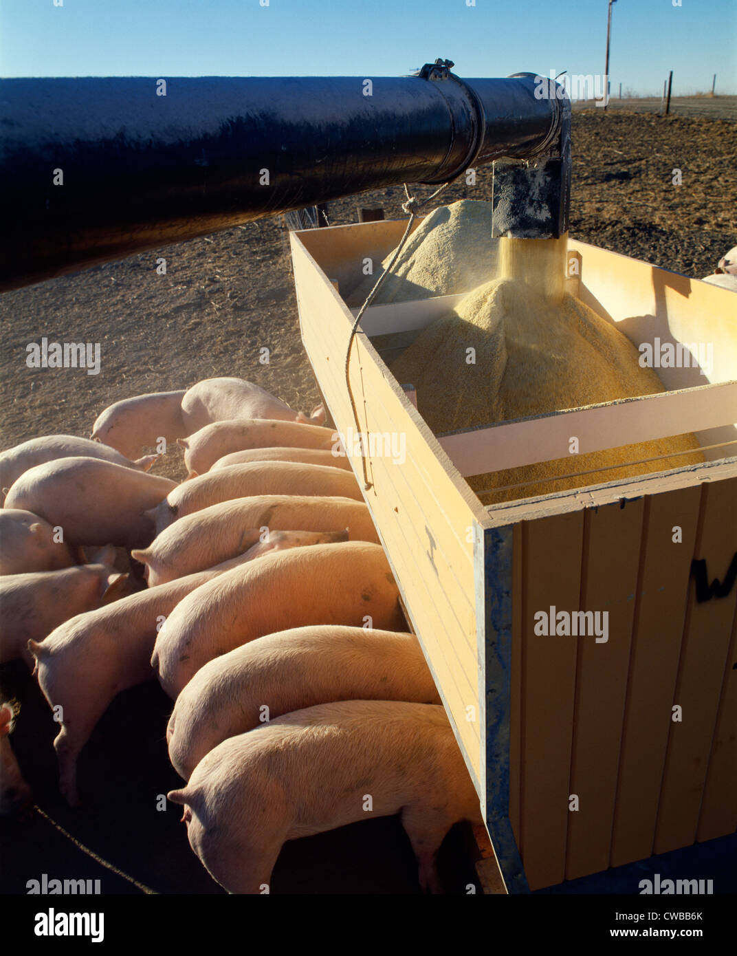 Gilts pigs hi-res stock photography and images - Alamy