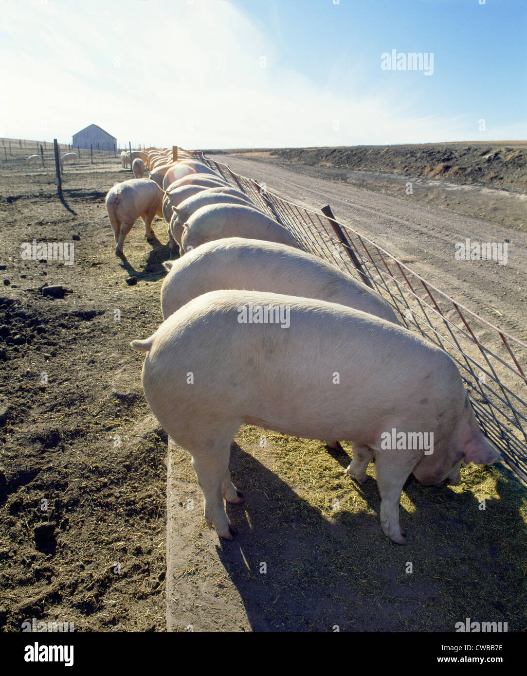 Sows group hi-res stock photography and images - Alamy
